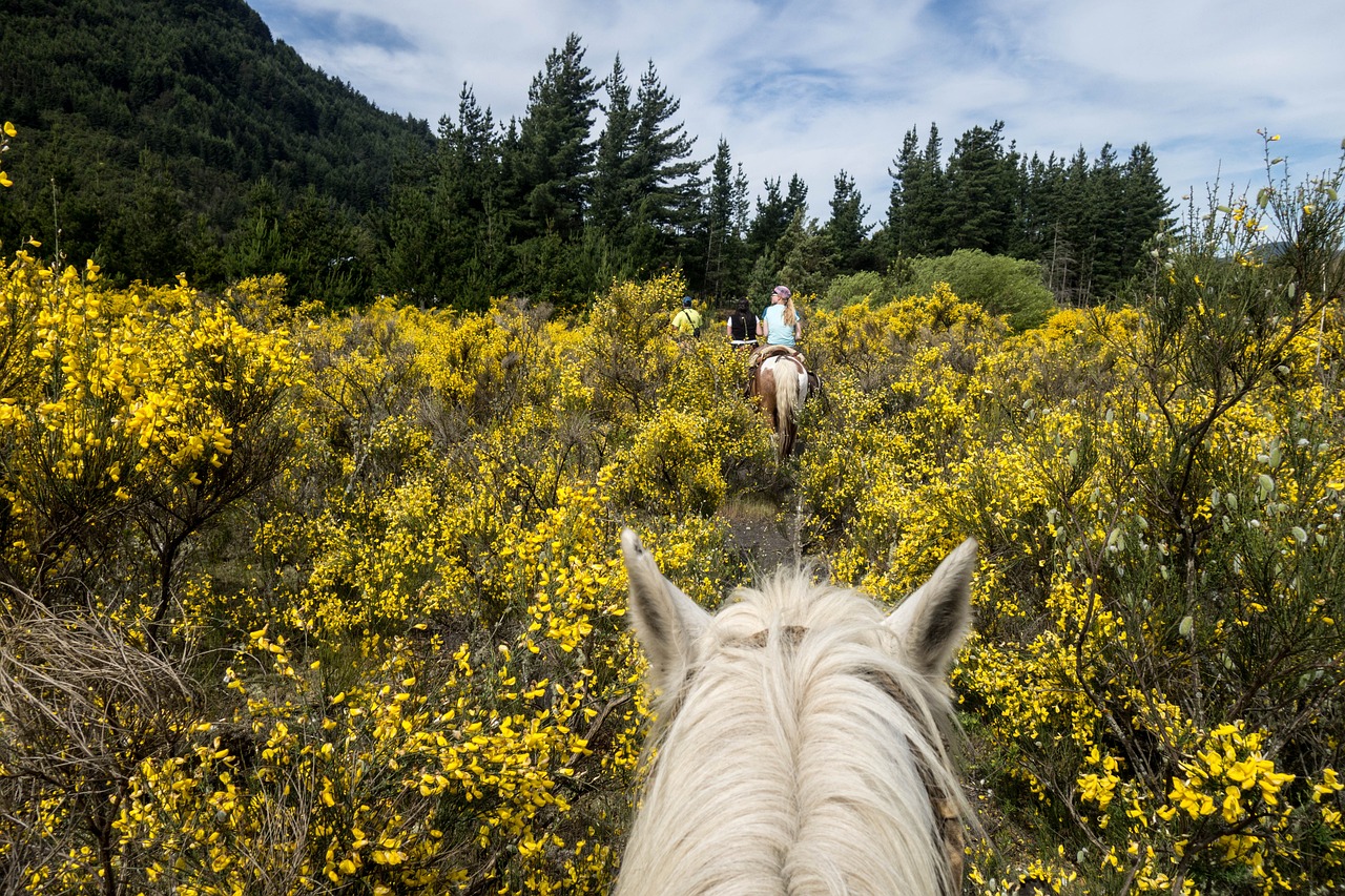 Spring Horseback Riding in Missouri: Trails for Every Age - Family Fun ...